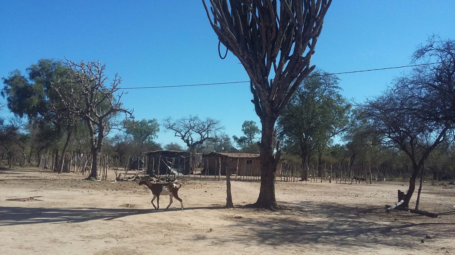Salta: restituyen territorio a comunidad wichí - En la Tierra